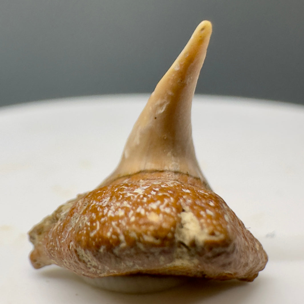 Rare Fossil Shark Teeth Collection - Authentic Specimens – Page 2 ...