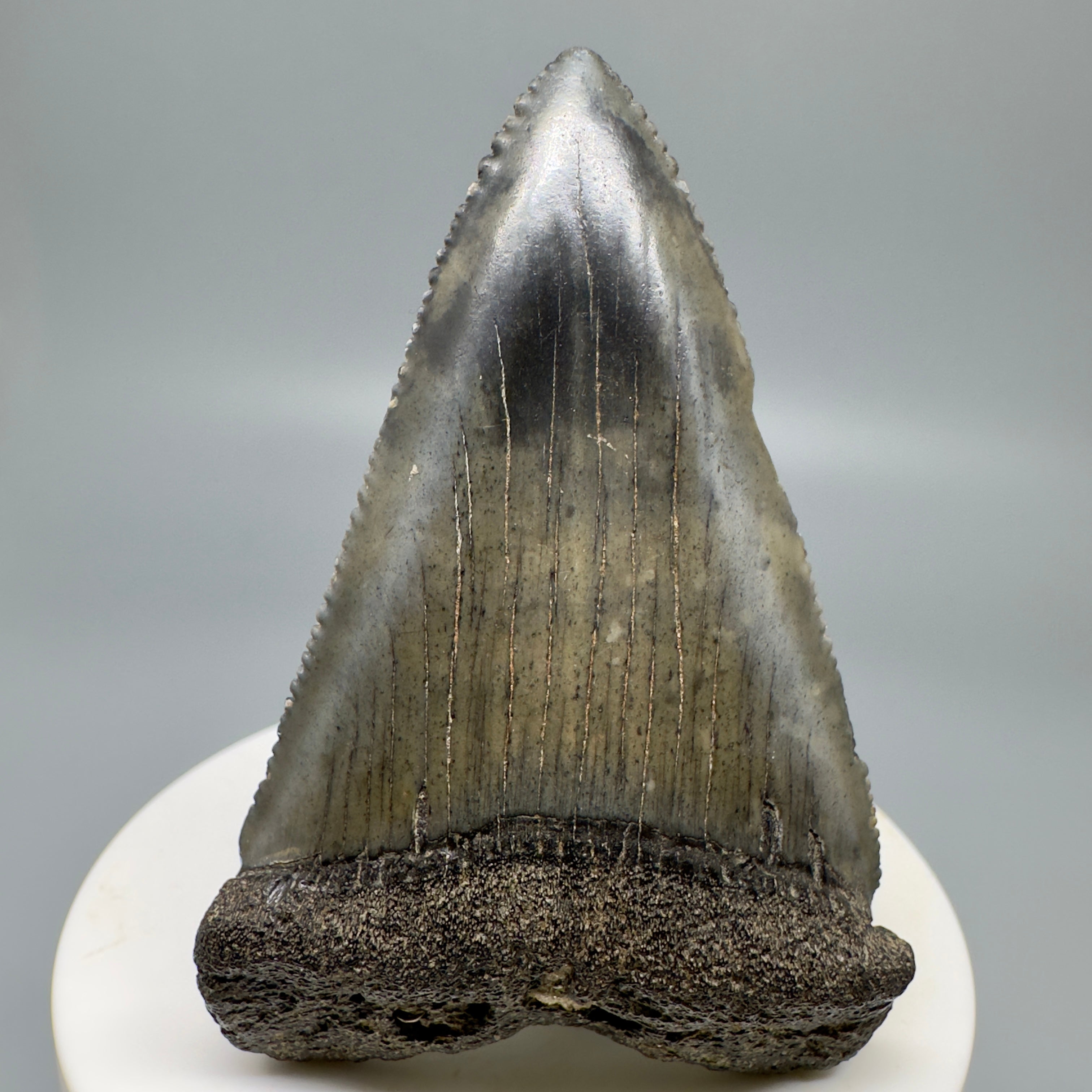 Premium Great White Shark Teeth Collection | Authentic Shark Tooth ...