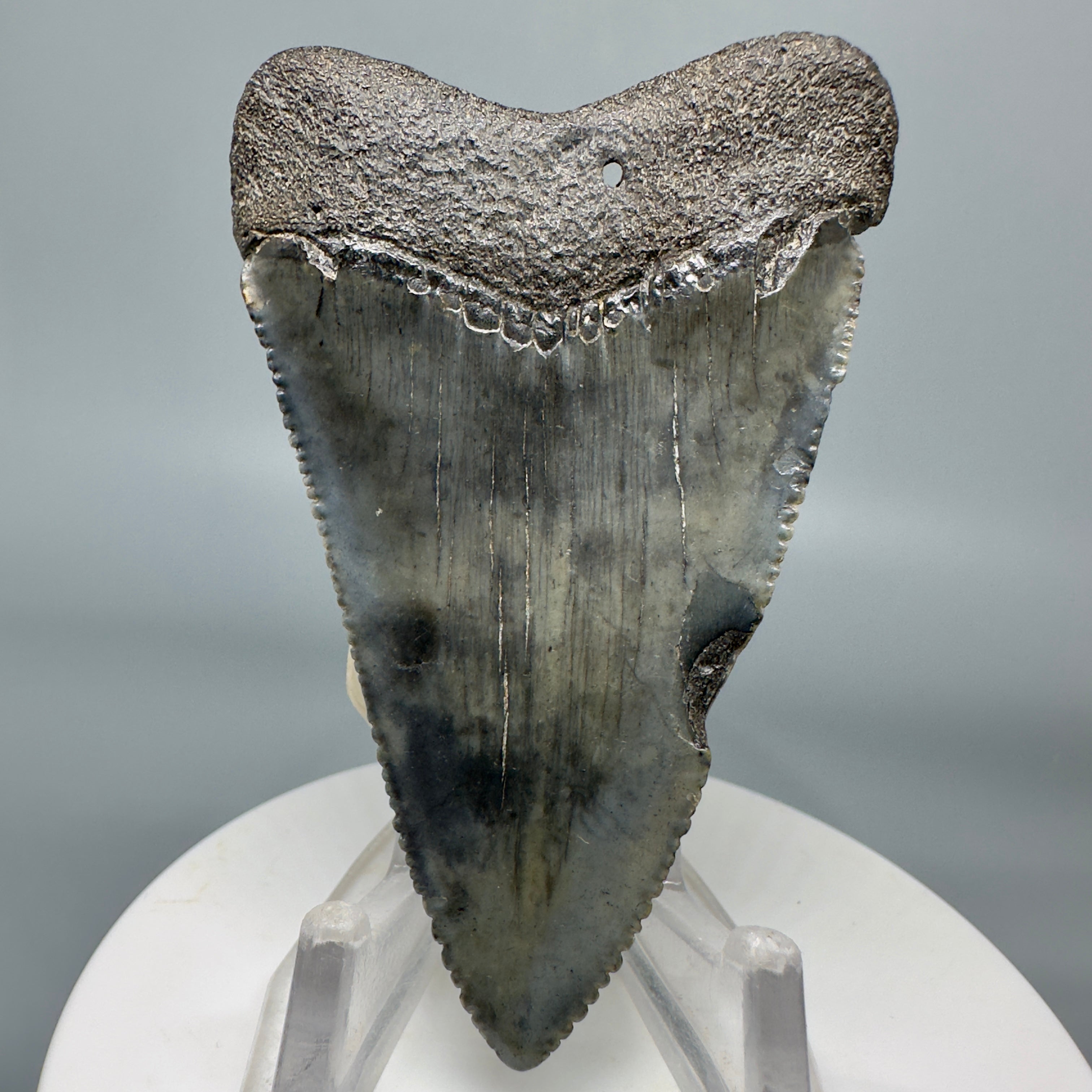 Great White – Megalodon Teeth