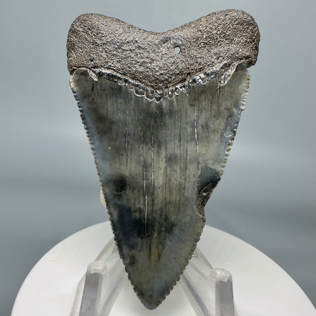 Premium Great White Shark Teeth Collection | Authentic Shark Tooth ...