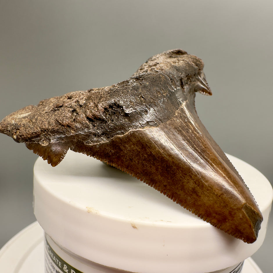 Angustidens – Megalodon Teeth