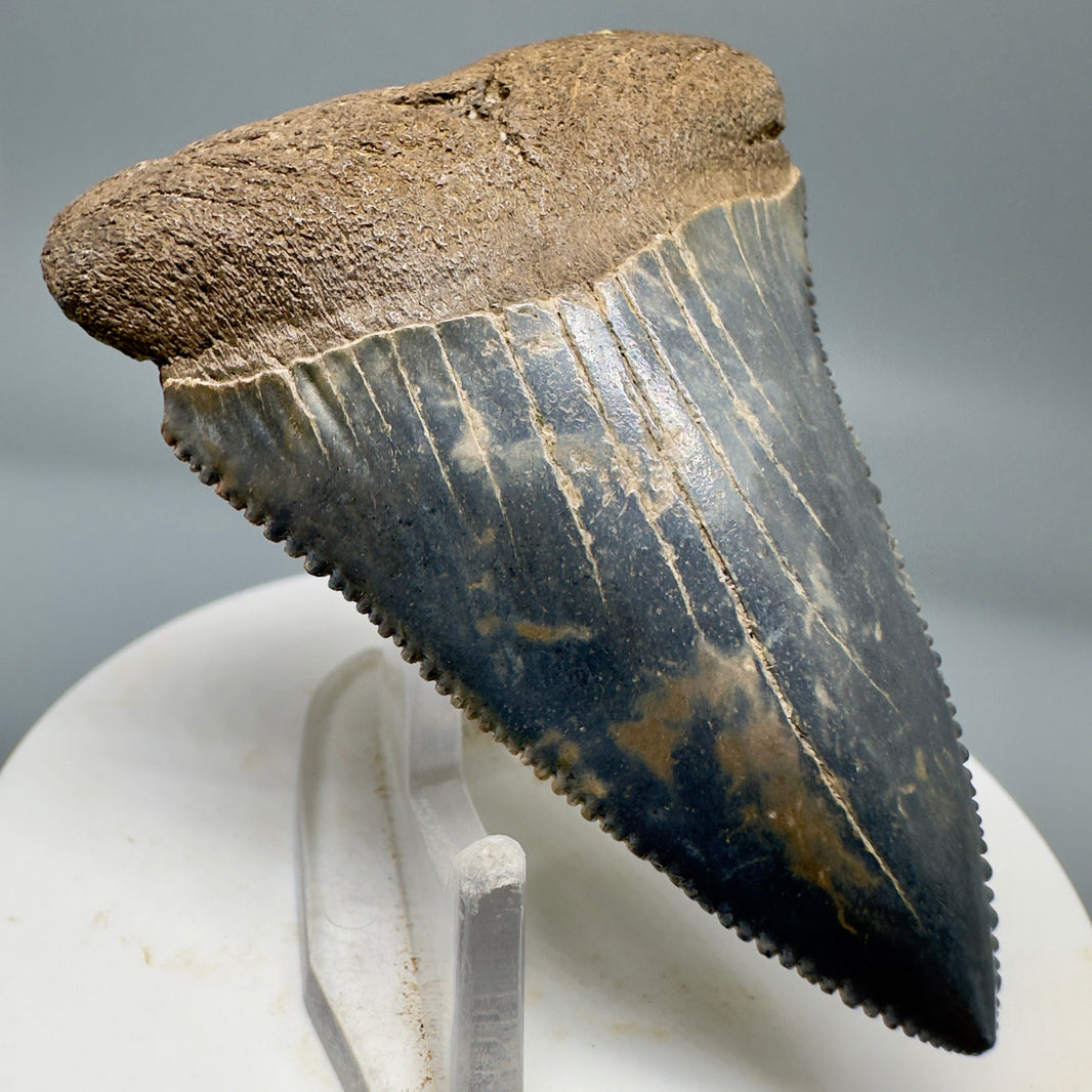 Great White – Megalodon Teeth