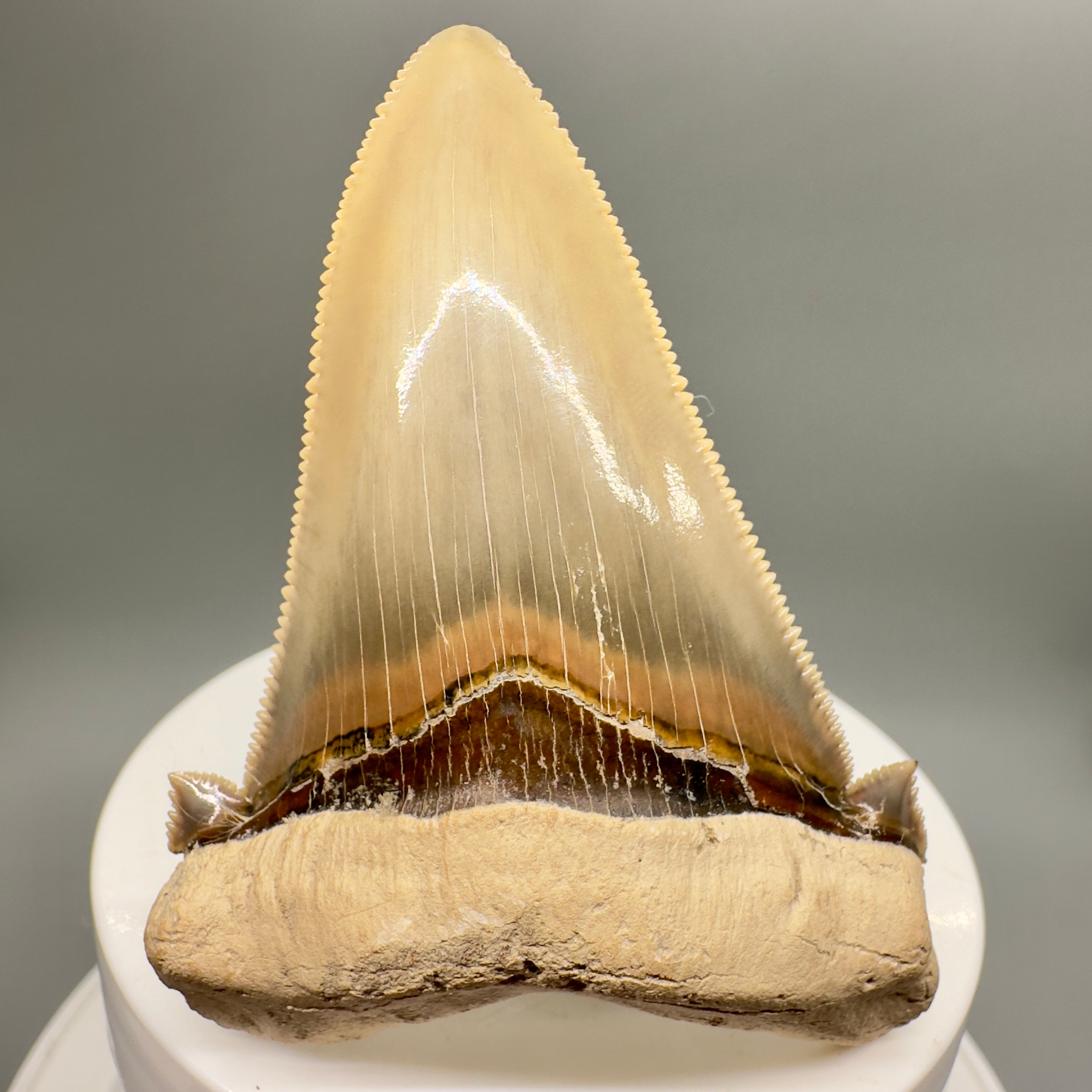 Angustidens – Megalodon Teeth