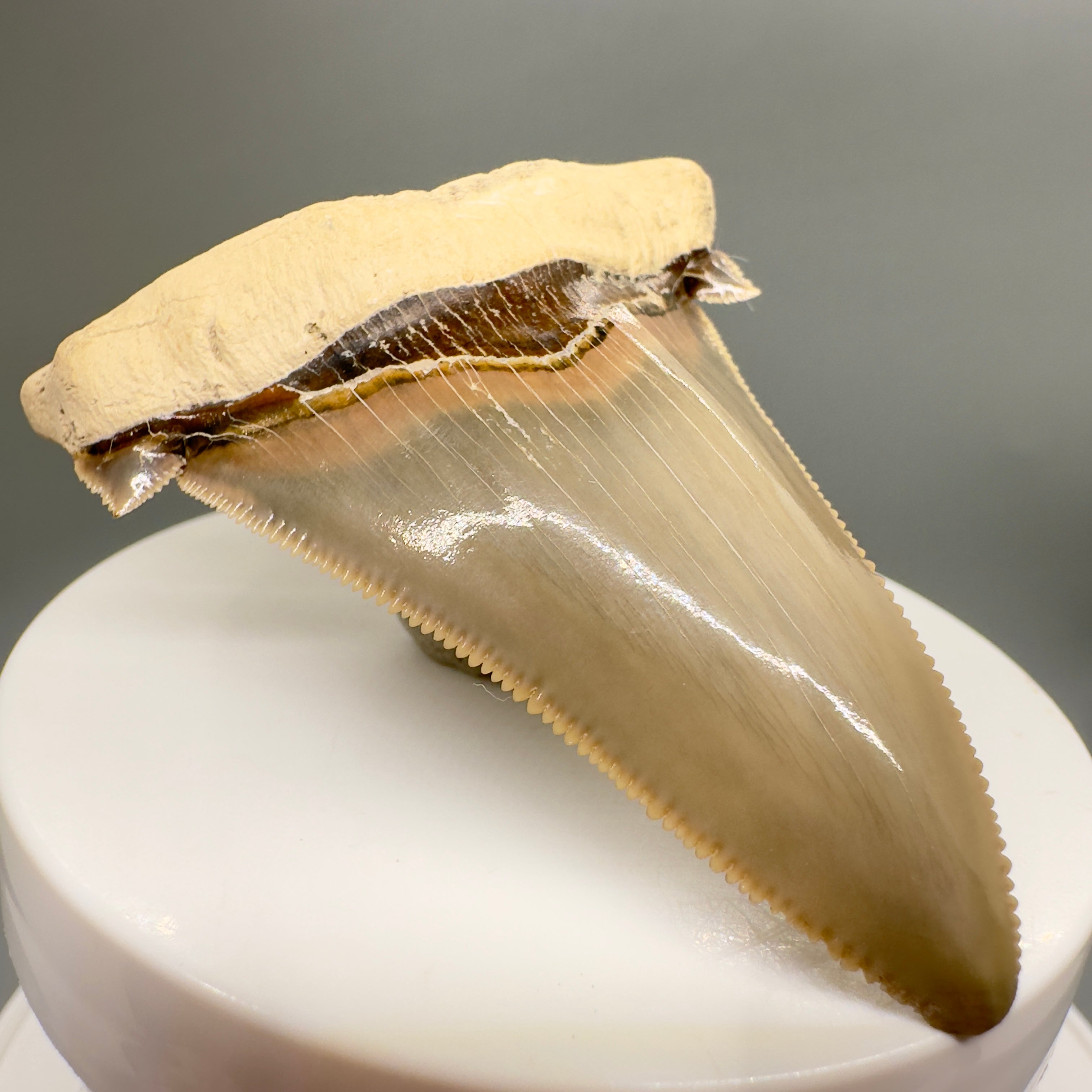 Angustidens – Megalodon Teeth