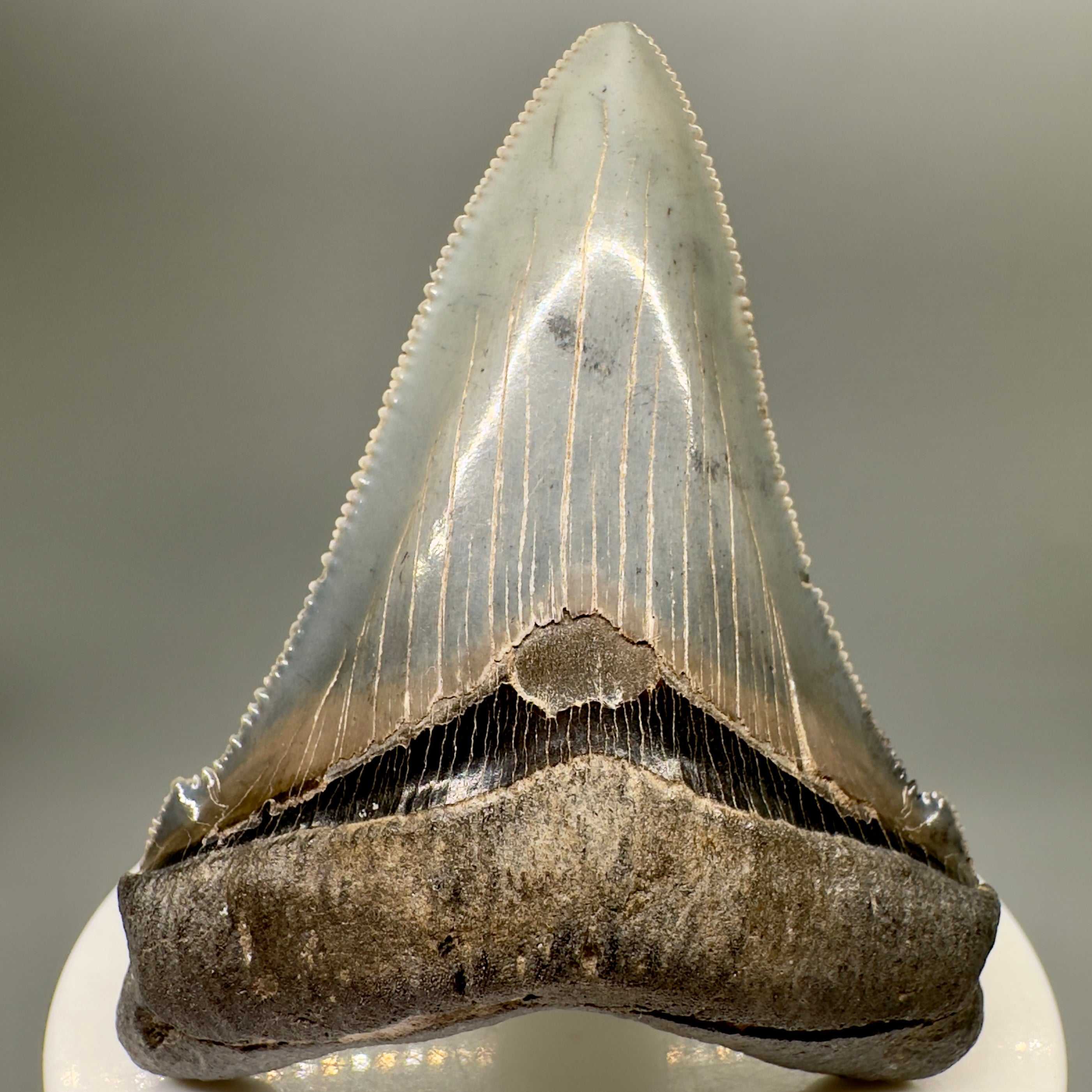 Angustidens – Megalodon Teeth