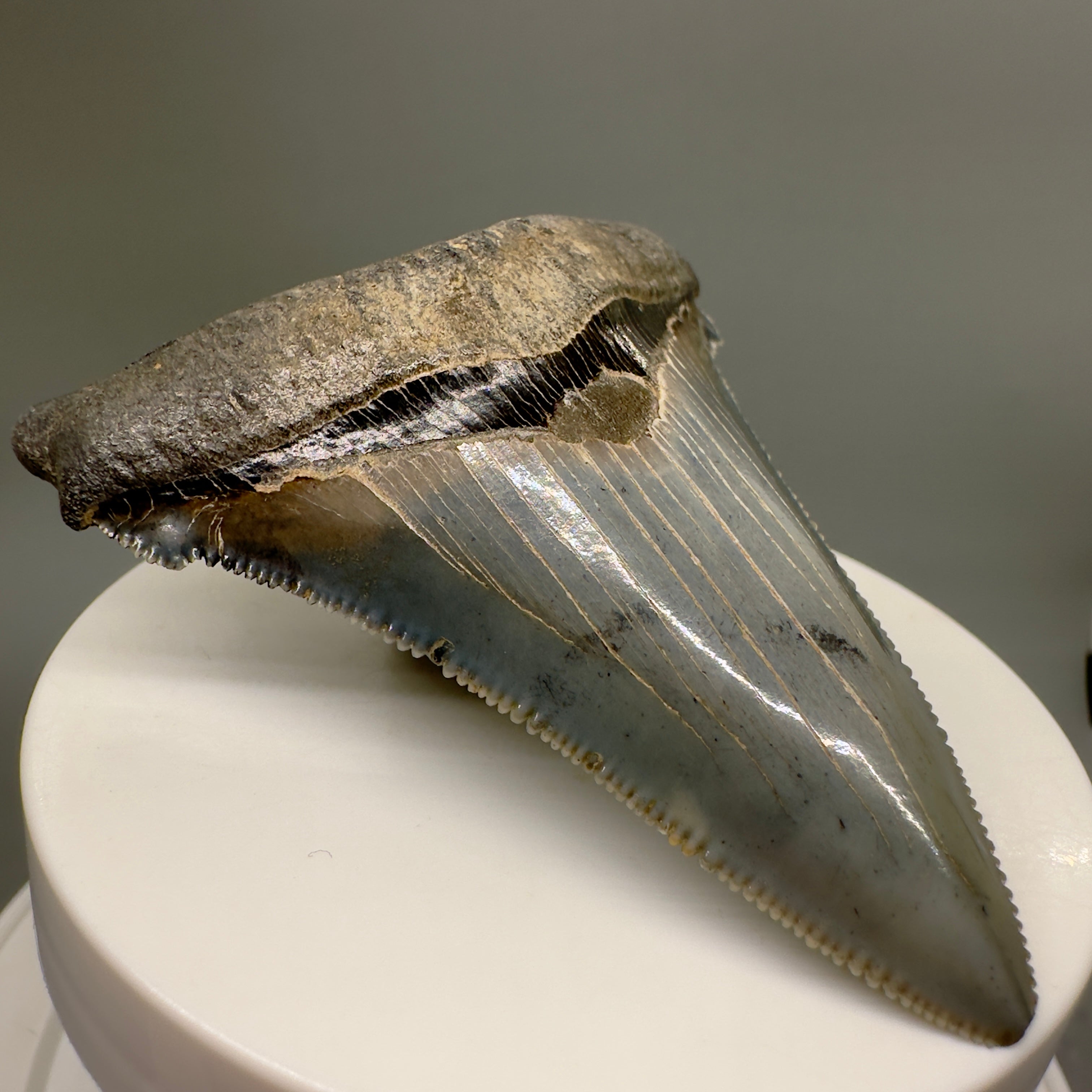 Angustidens – Megalodon Teeth