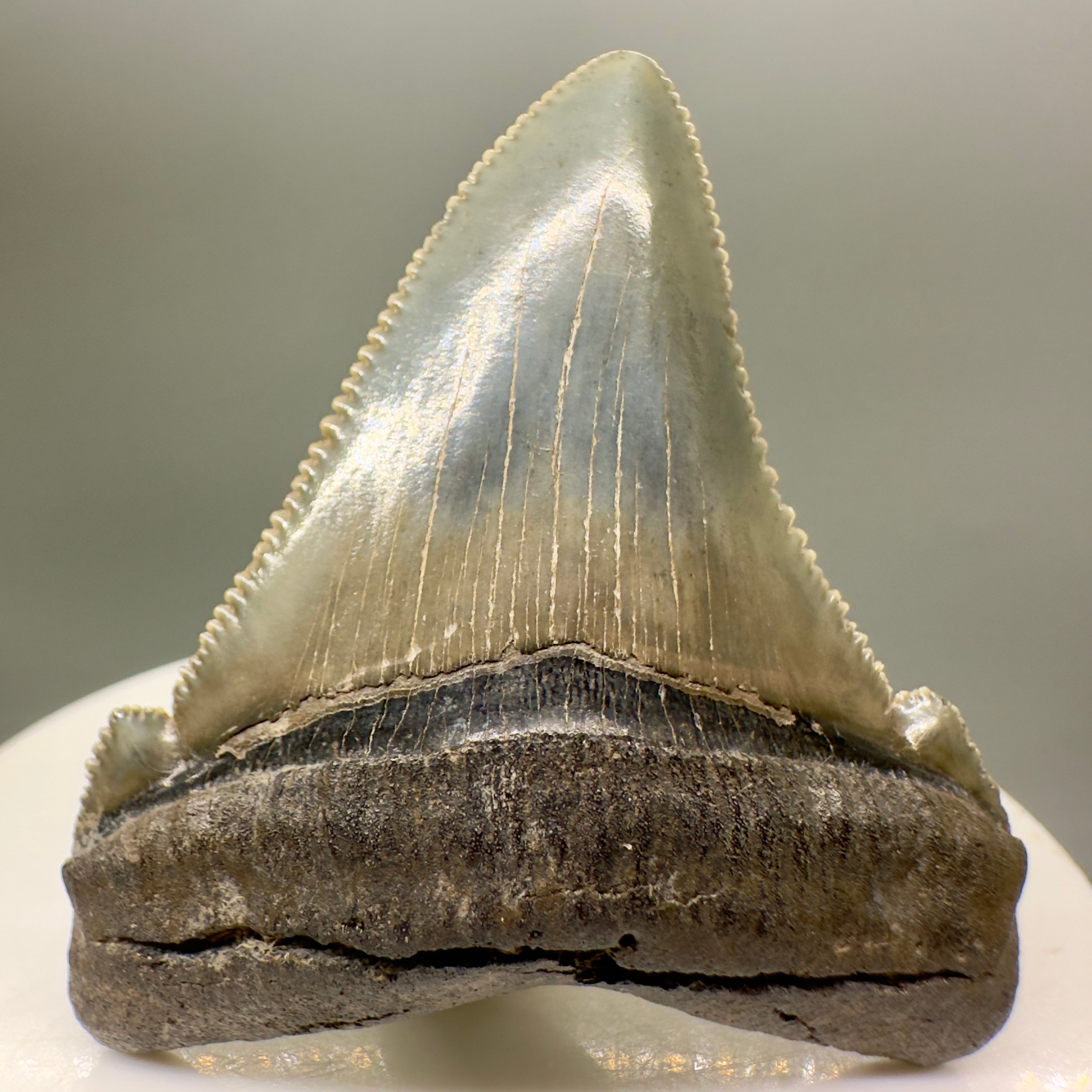 Angustidens – Megalodon Teeth