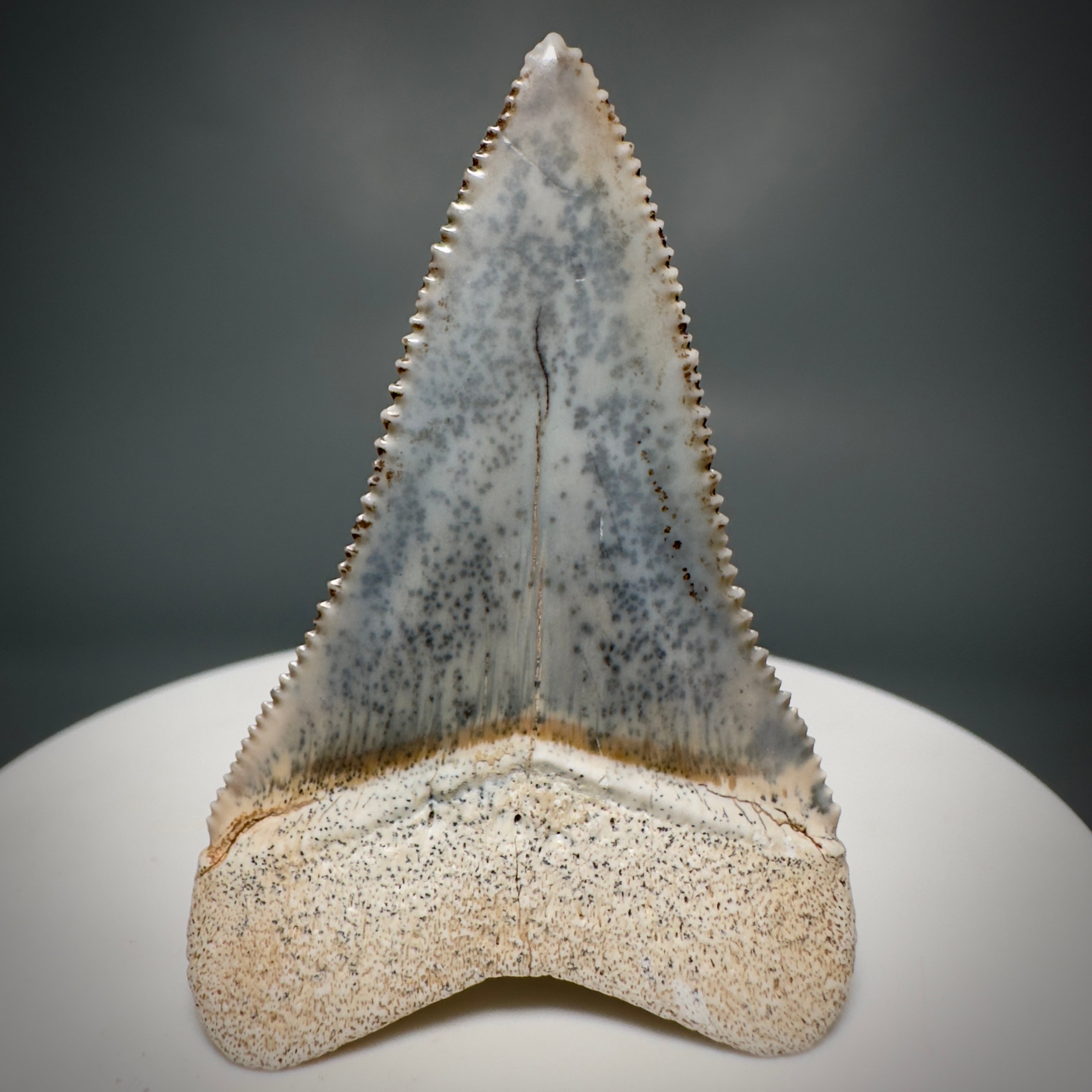Angustidens – Megalodon Teeth