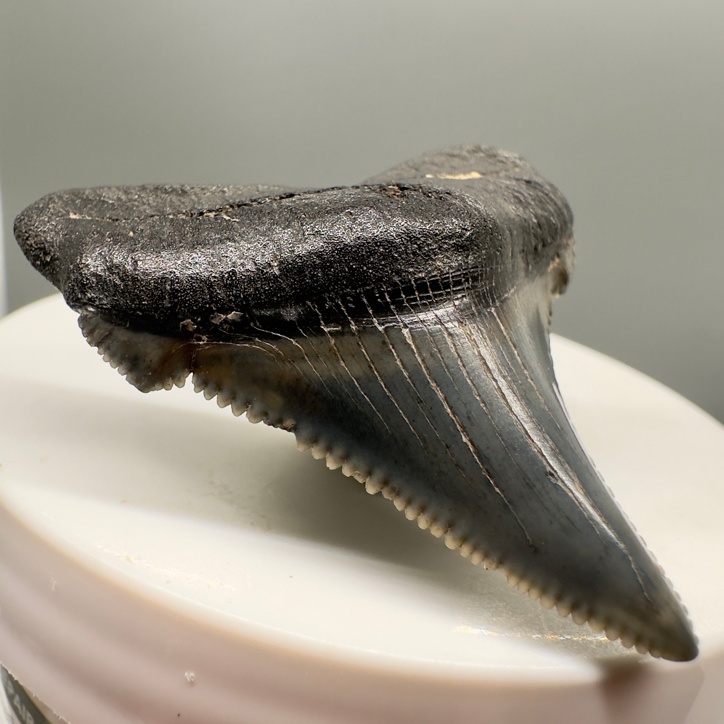 Angustidens – Megalodon Teeth