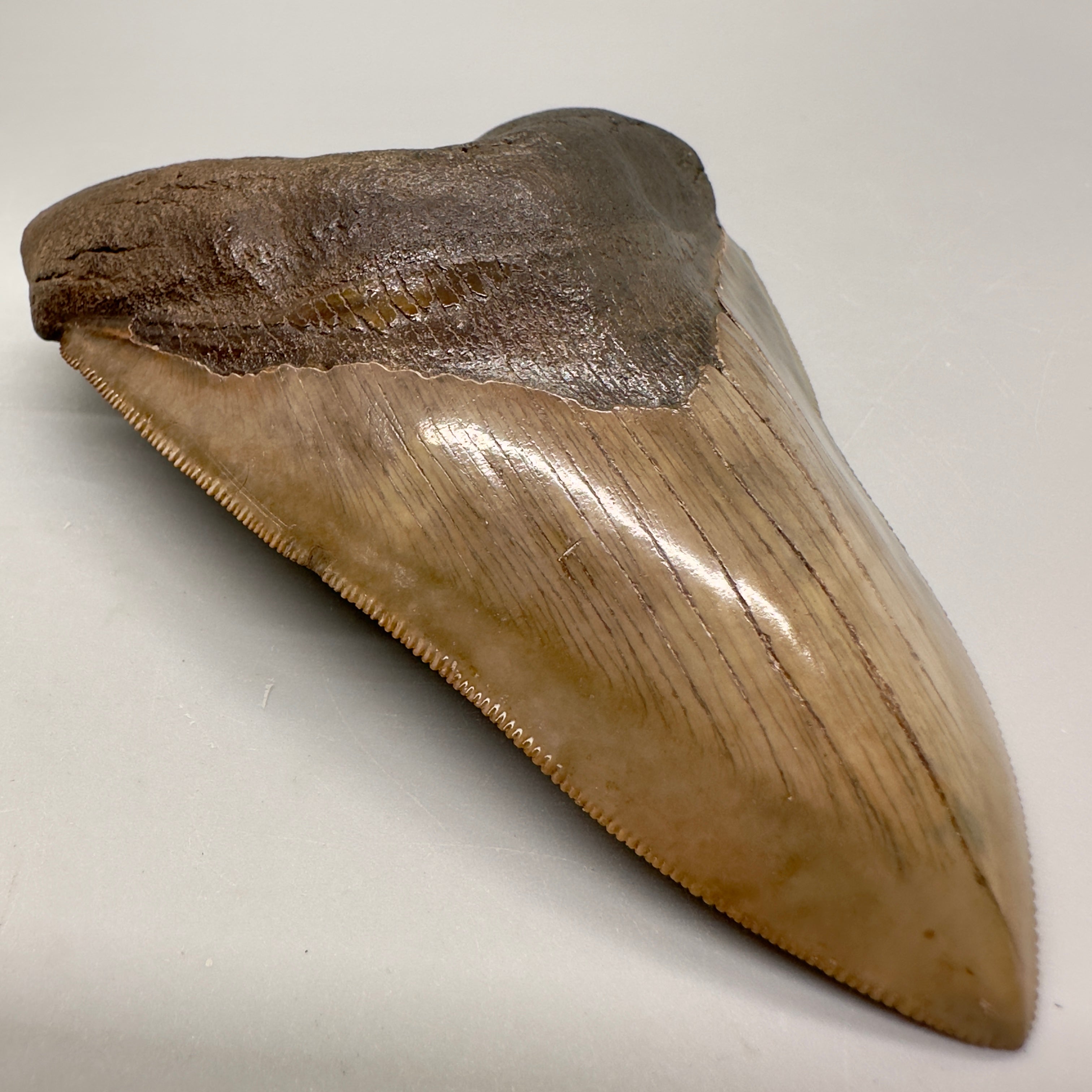 Collector Quality Megalodon Shark Teeth - Various Locations and sizes ...