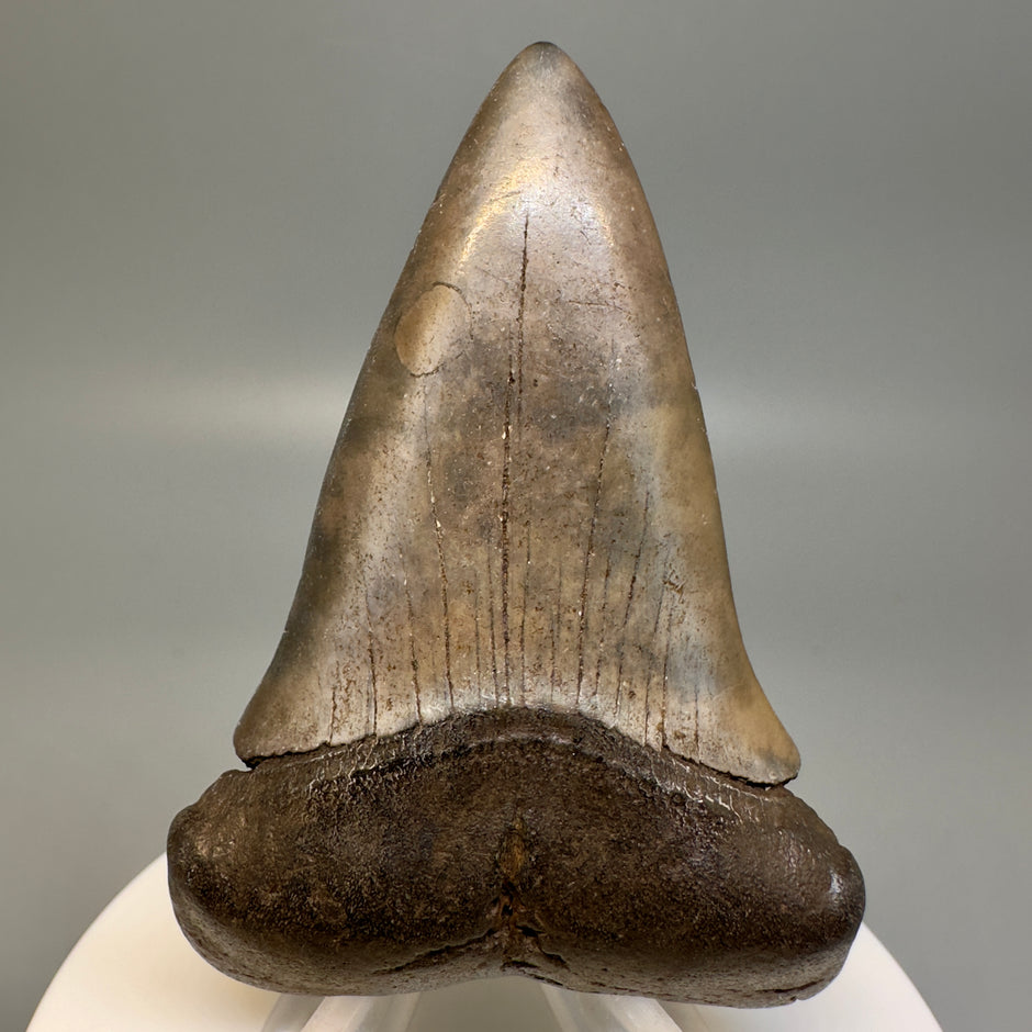 Fossil Extinct Mako & Isurus Shark Teeth Collection – Megalodon Teeth