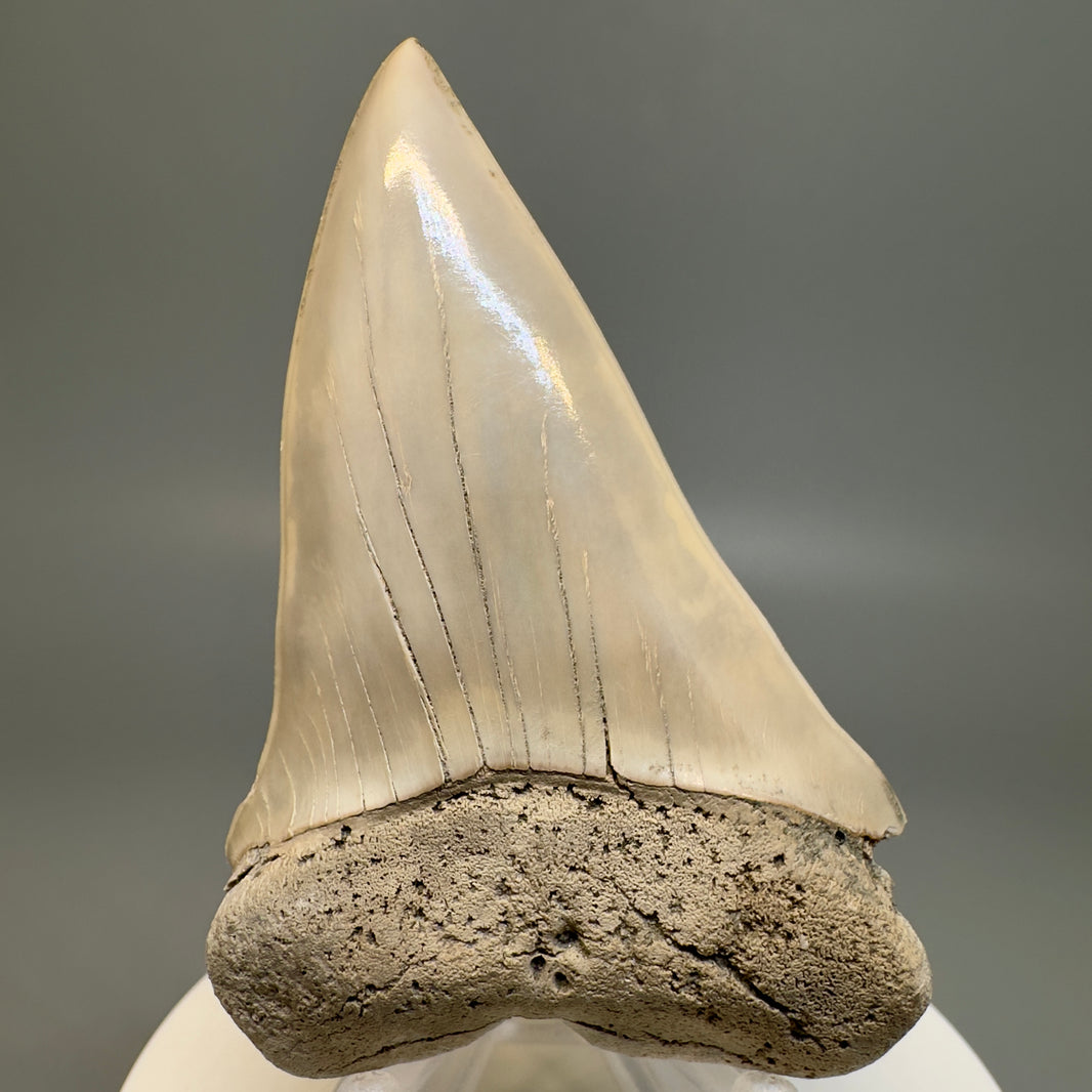 Fossil Extinct Mako & Isurus Shark Teeth Collection – Megalodon Teeth