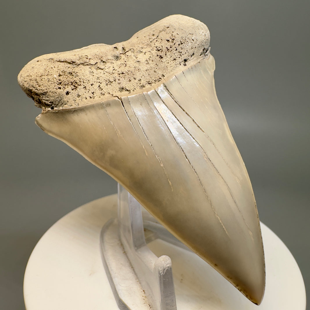 Fossil Extinct Mako & Isurus Shark Teeth Collection – Megalodon Teeth