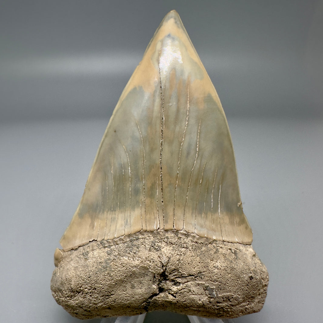 Fossil Extinct Mako & Isurus Shark Teeth Collection – Megalodon Teeth