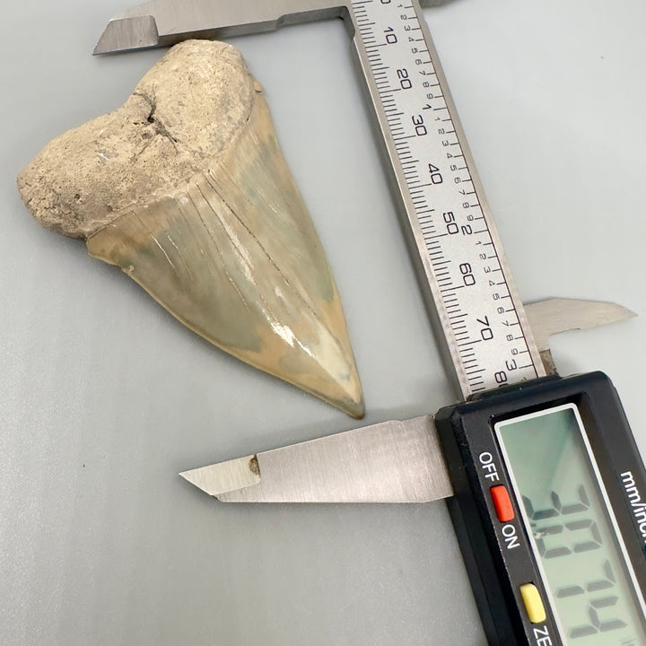 Fossil Extinct Mako & Isurus Shark Teeth Collection – Megalodon Teeth