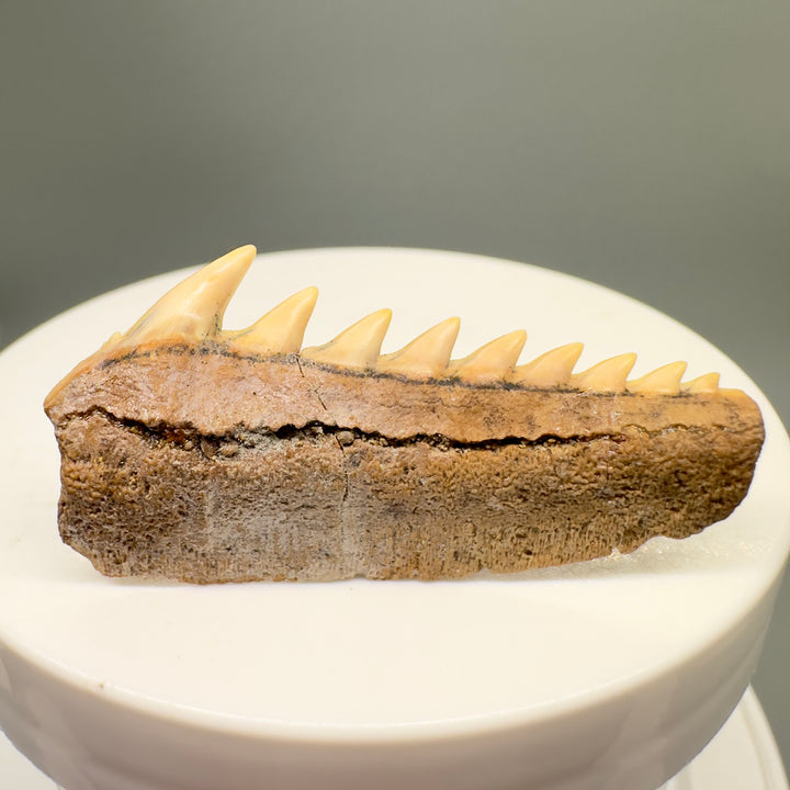 Rare Fossil Shark Teeth Collection - Authentic Specimens – Megalodon Teeth