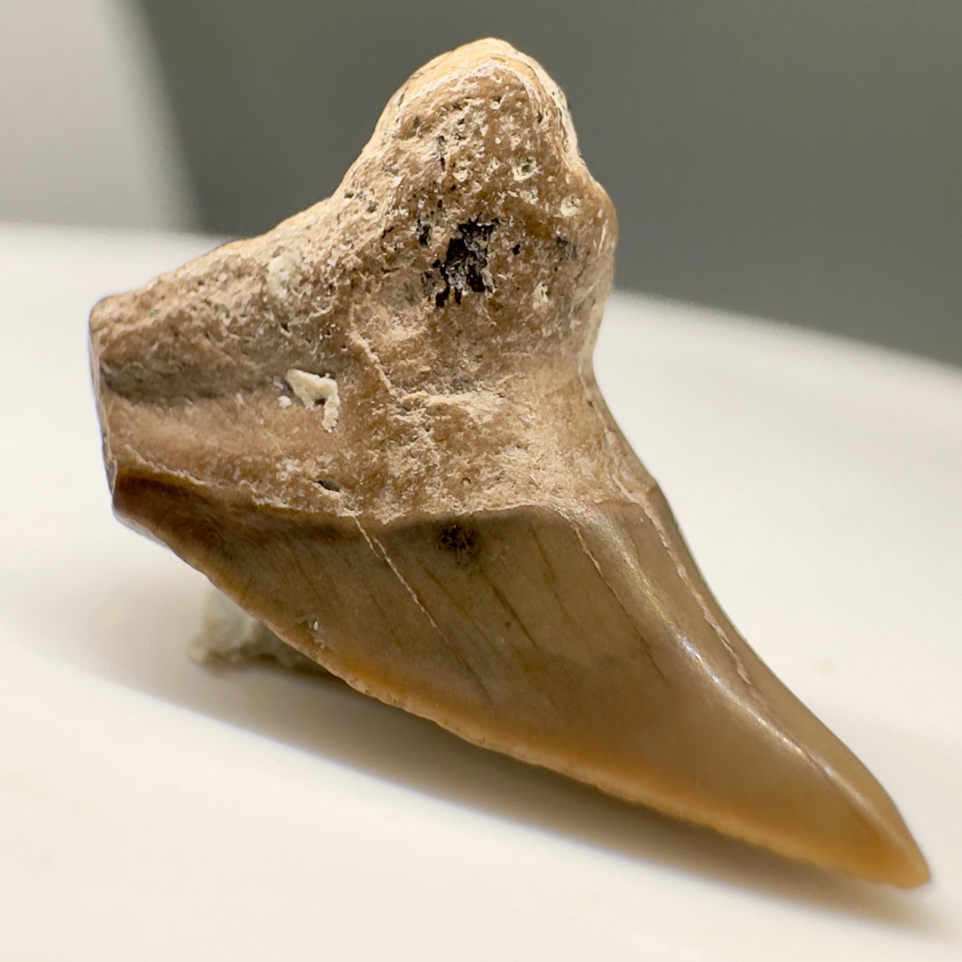 Megalodon Teeth - Best Sellers of Fossil Shark Teeth