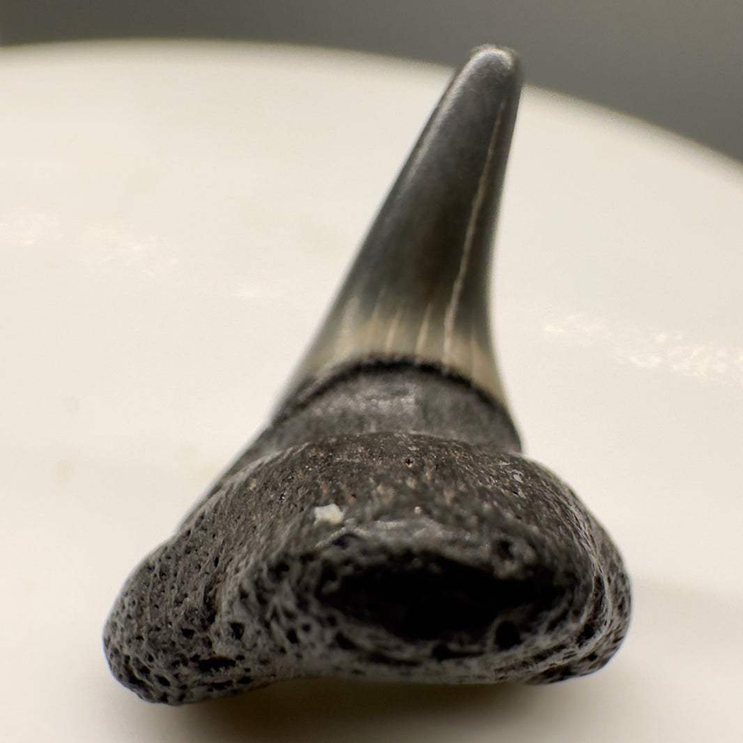 Rare Fossil Shark Teeth Collection - Authentic Specimens – Megalodon Teeth