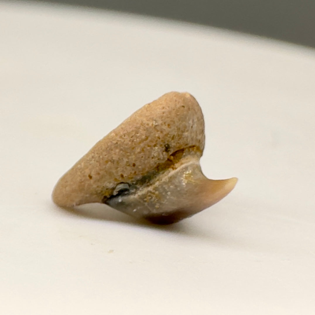 Rare Fossil Shark Teeth Collection - Authentic Specimens – Megalodon Teeth