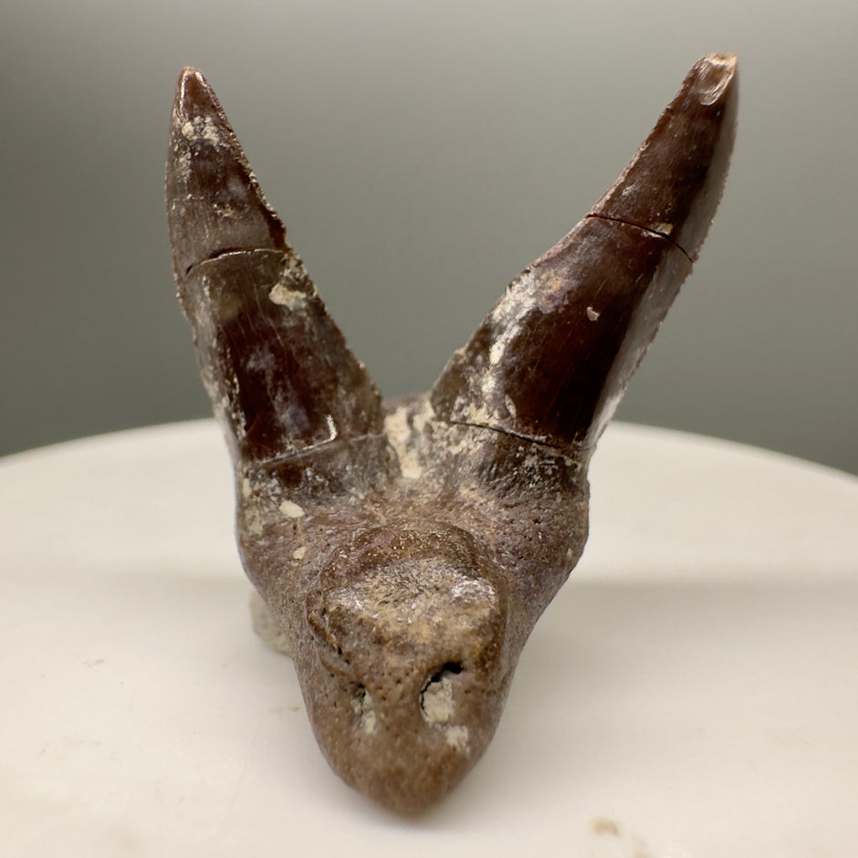 Rare Fossil Shark Teeth Collection - Authentic Specimens – Megalodon Teeth