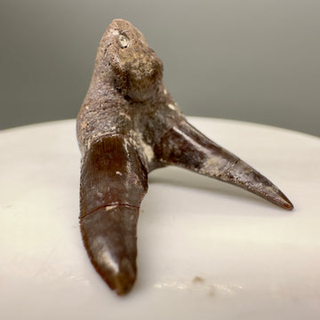 Rare Fossil Shark Teeth Collection - Authentic Specimens – Megalodon Teeth