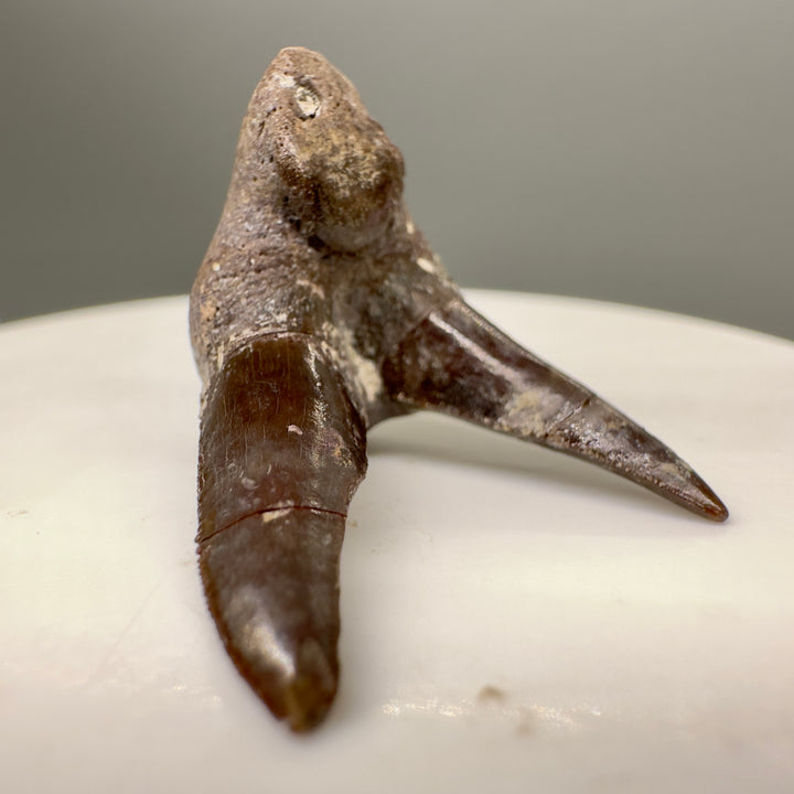 Rare Fossil Shark Teeth Collection - Authentic Specimens – Megalodon Teeth