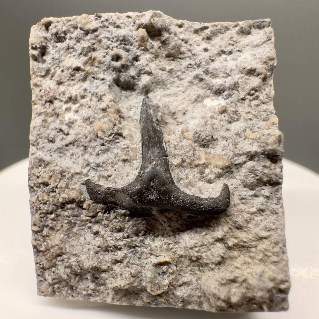 Rare Fossil Shark Teeth Collection - Authentic Specimens – Megalodon Teeth