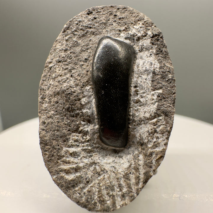 Rare Fossil Shark Teeth Collection - Authentic Specimens – Megalodon Teeth