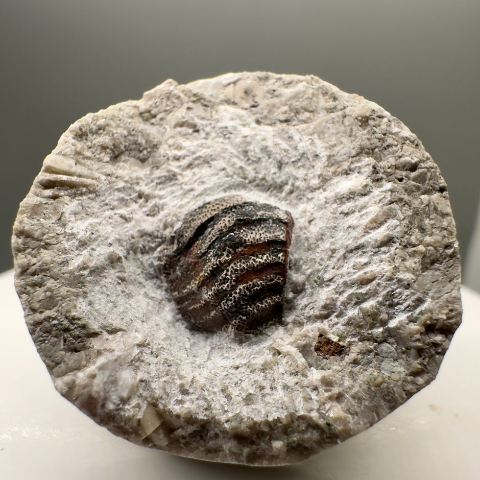 Rare Fossil Shark Teeth Collection - Authentic Specimens – Megalodon Teeth