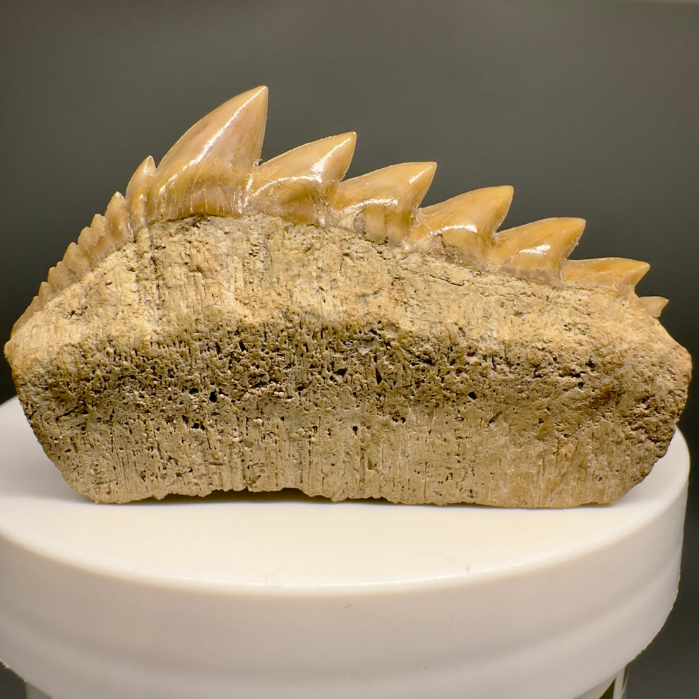 1.90" wide Fossil Notidanodon loozi - Extinct Cow tooth from Morocco ...