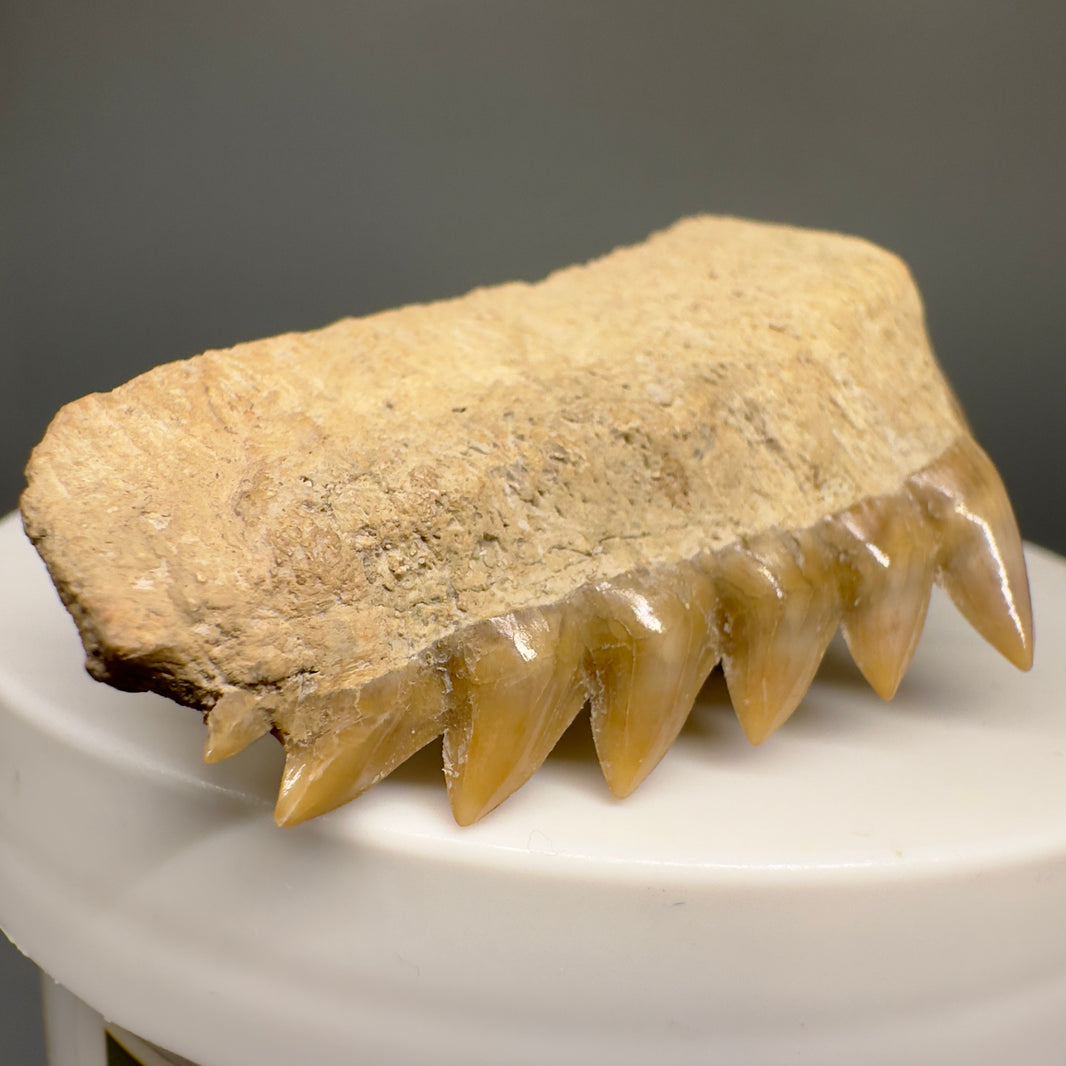 Rare Fossil Shark Teeth Collection - Authentic Specimens – Megalodon Teeth