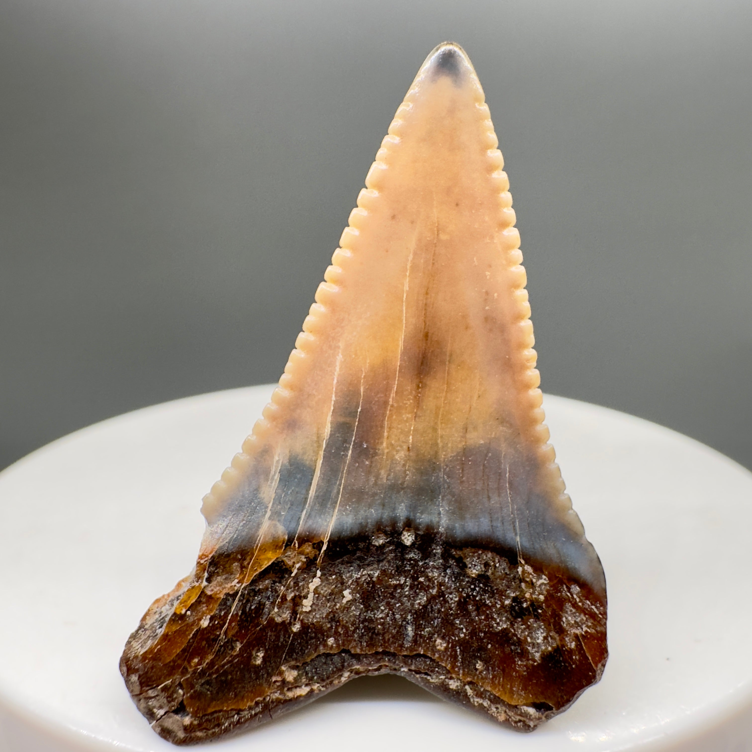 Great White – Megalodon Teeth