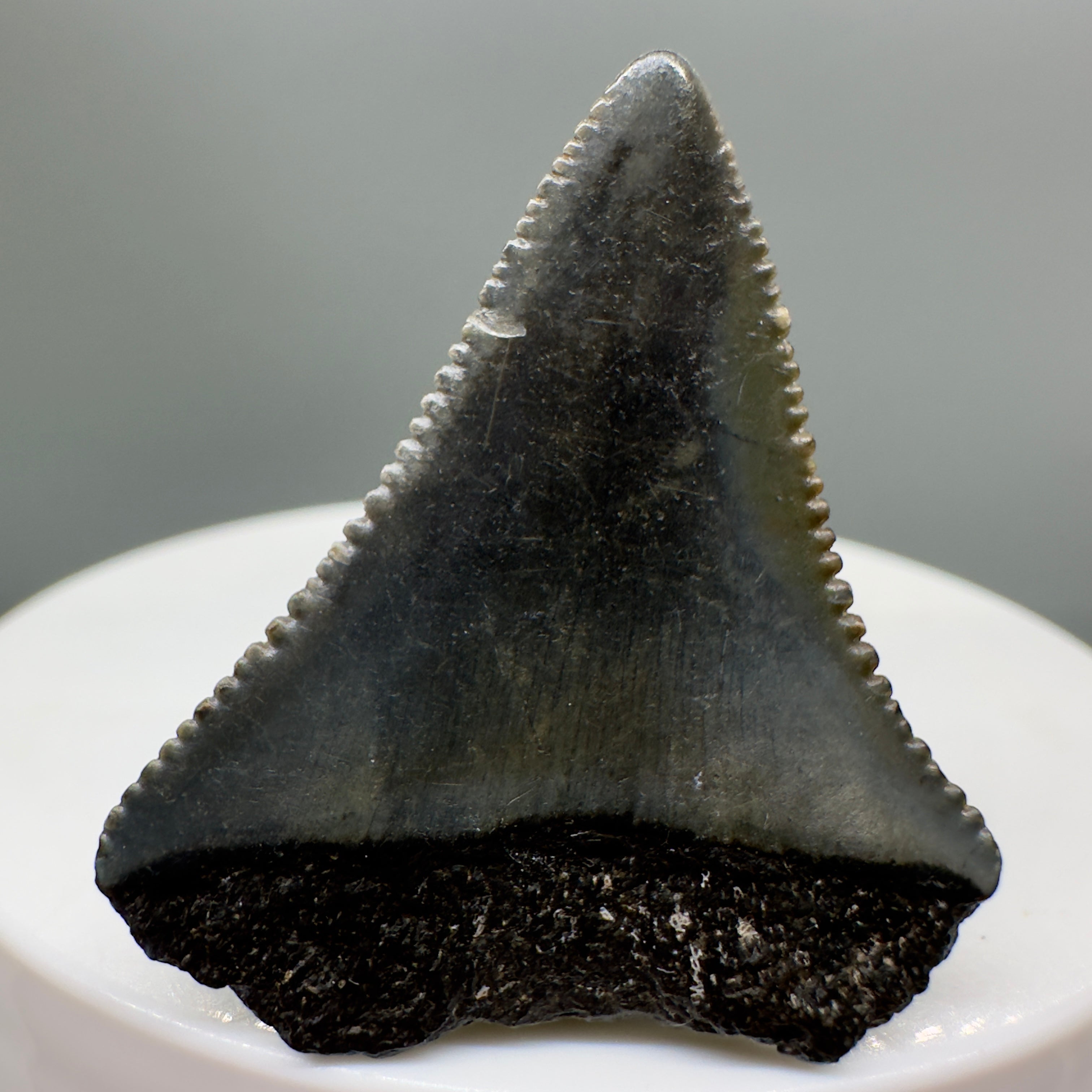 Premium Great White Shark Teeth Collection | Authentic Shark Tooth ...