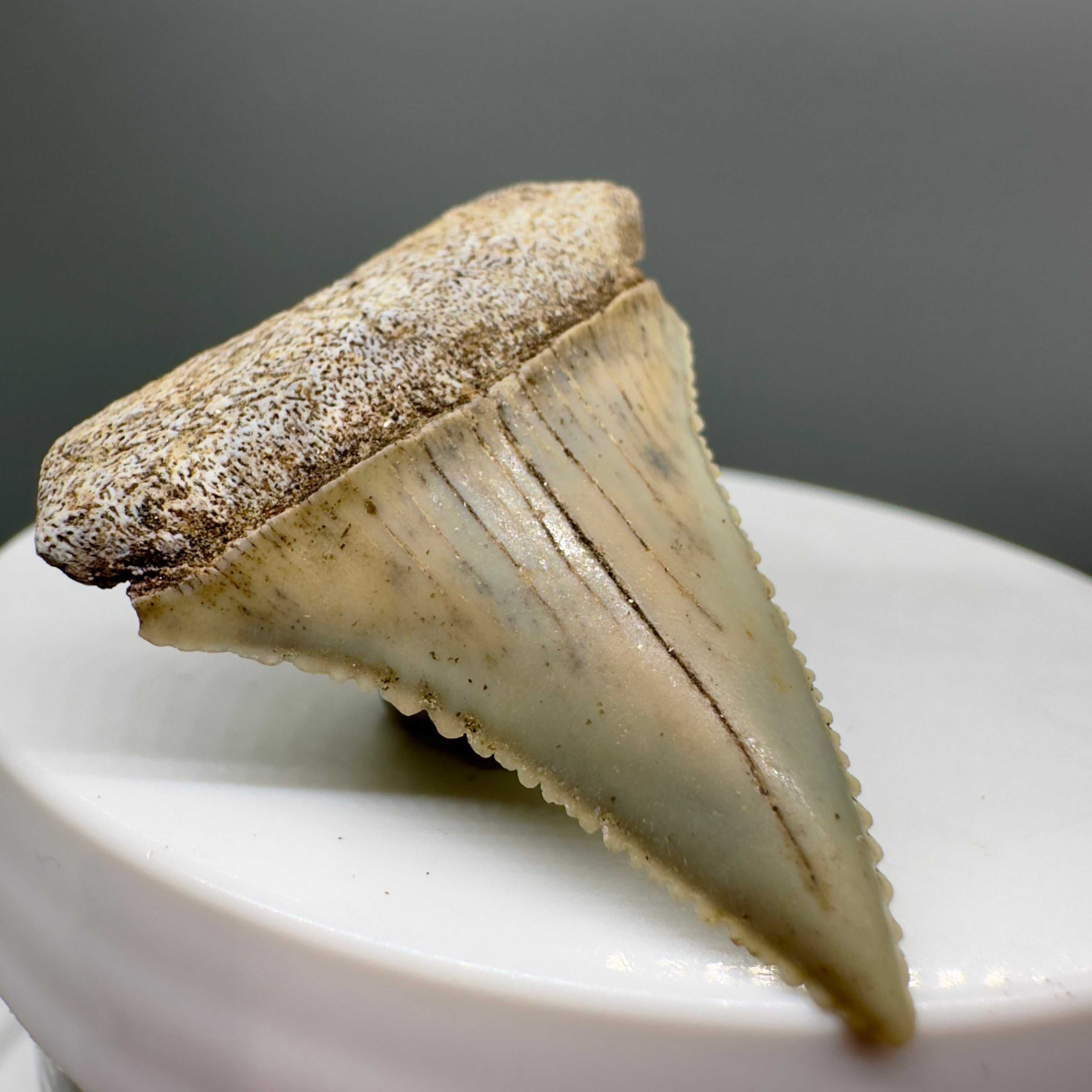 Great White – Megalodon Teeth