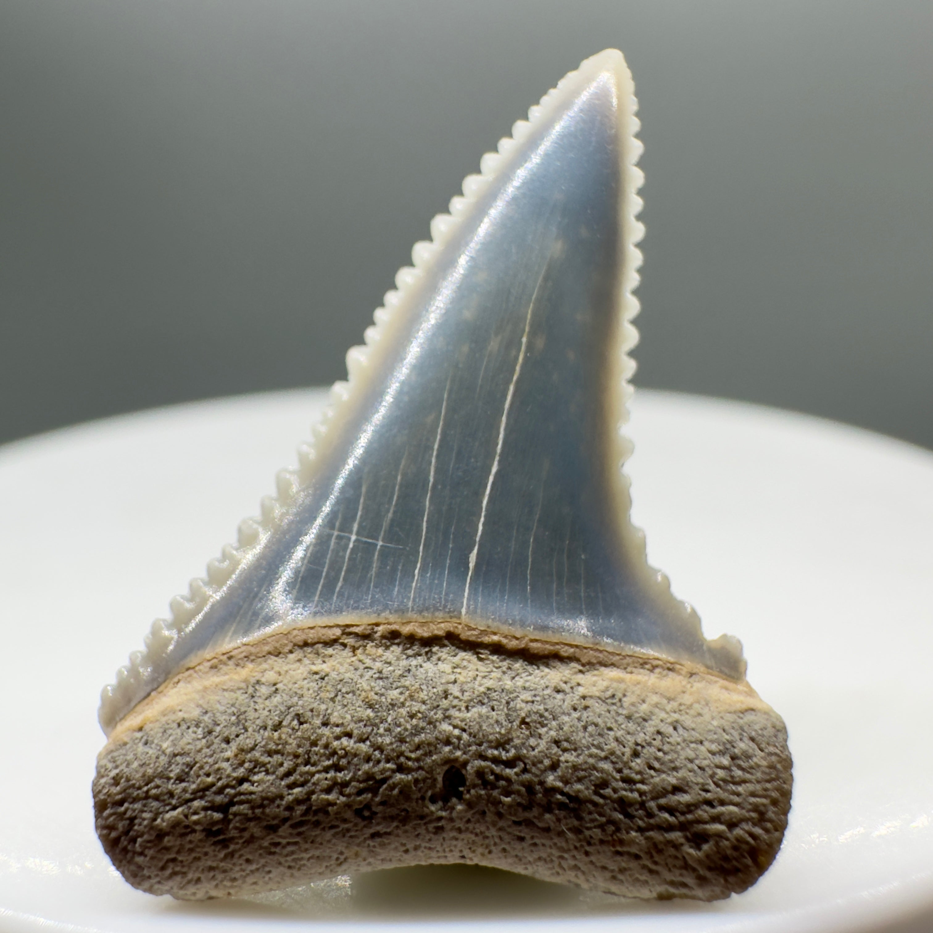Great White – Megalodon Teeth