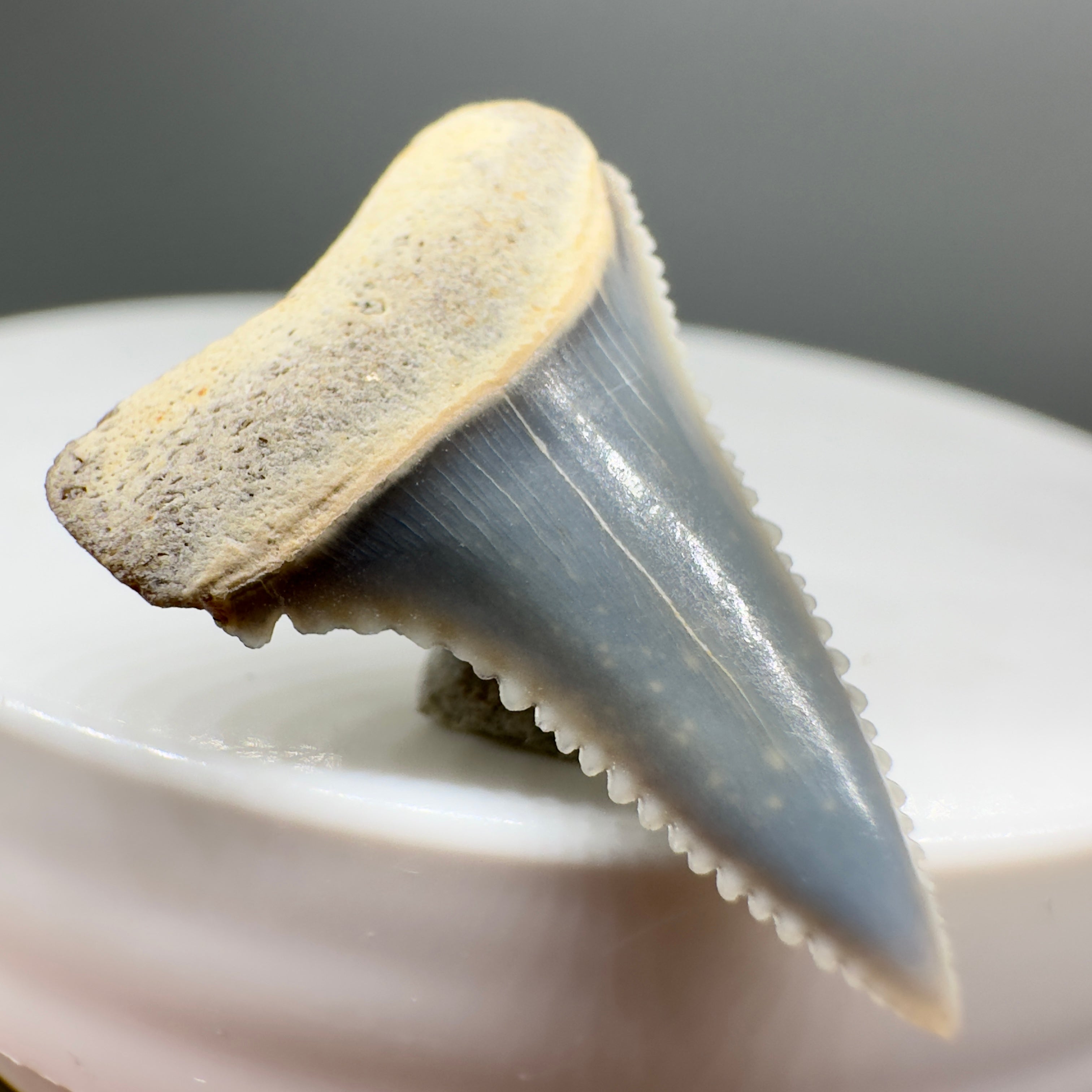 Great White – Megalodon Teeth