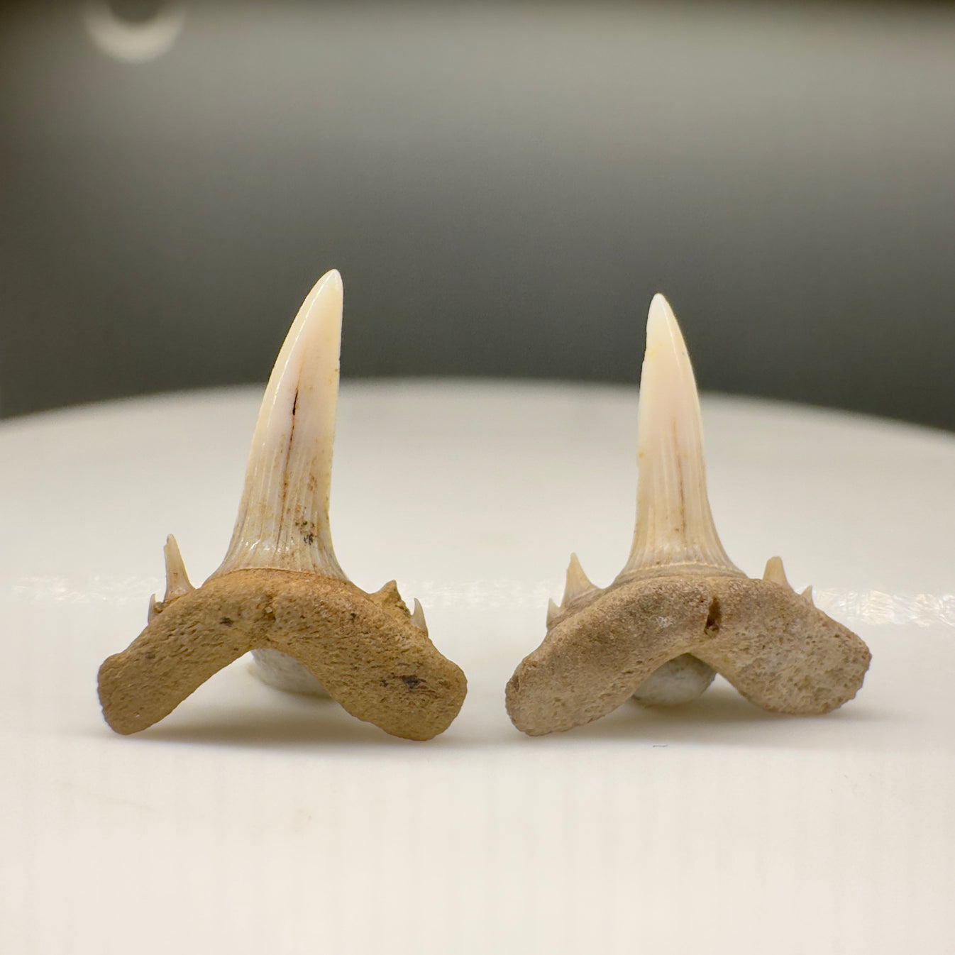 Scapanorhynchus raphiodon - Extinct Goblin Shark - Kazakhstan ...