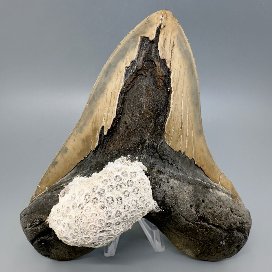 Large 6” or above Megalodon Shark Teeth collection - Authentic ...