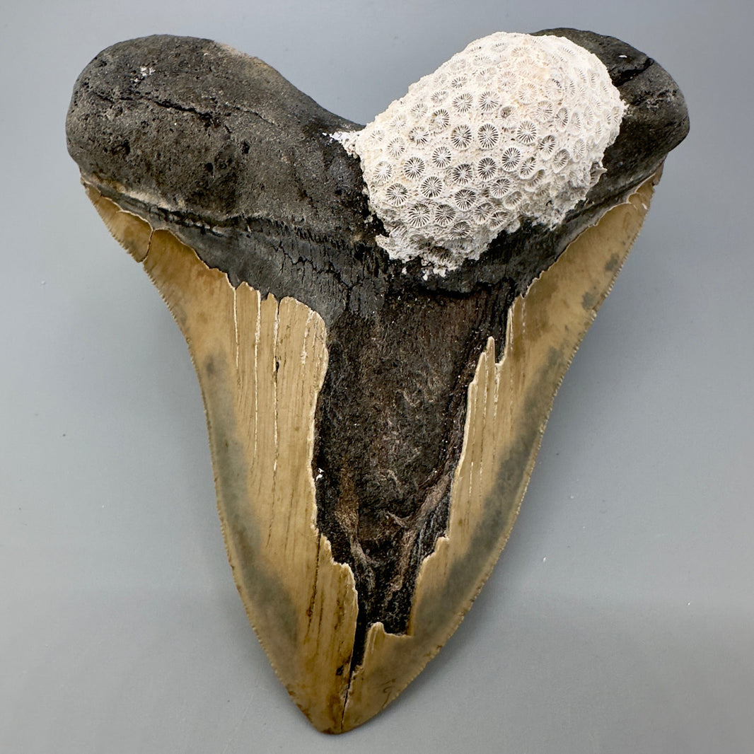 Discover the Past: Genuine Fossil Megalodon Shark Teeth for Sale ...
