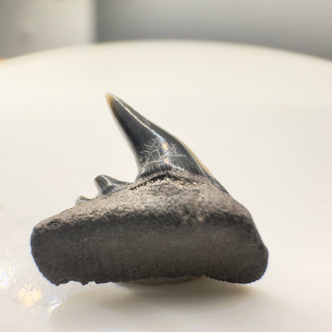 Rare Fossil Shark Teeth Collection - Authentic Specimens – Megalodon Teeth
