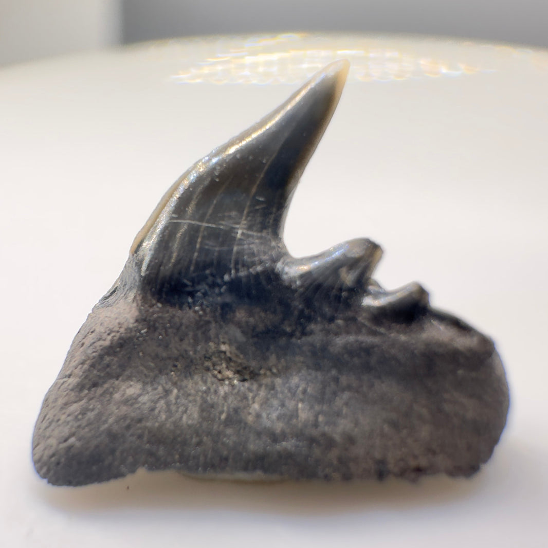 Rare Fossil Shark Teeth Collection - Authentic Specimens – Megalodon Teeth