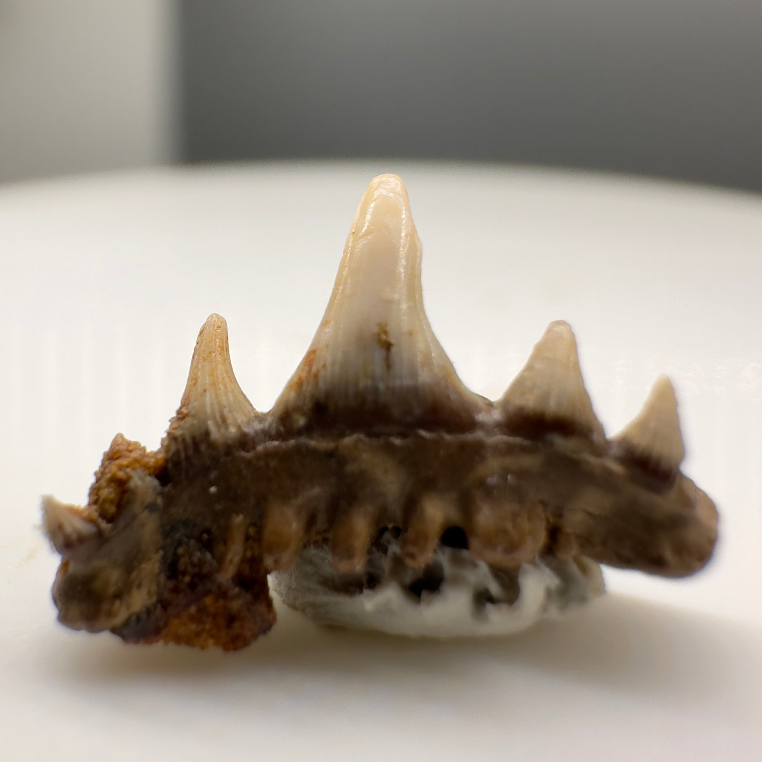 Rare Fossil Shark Teeth Collection - Authentic Specimens – Megalodon Teeth