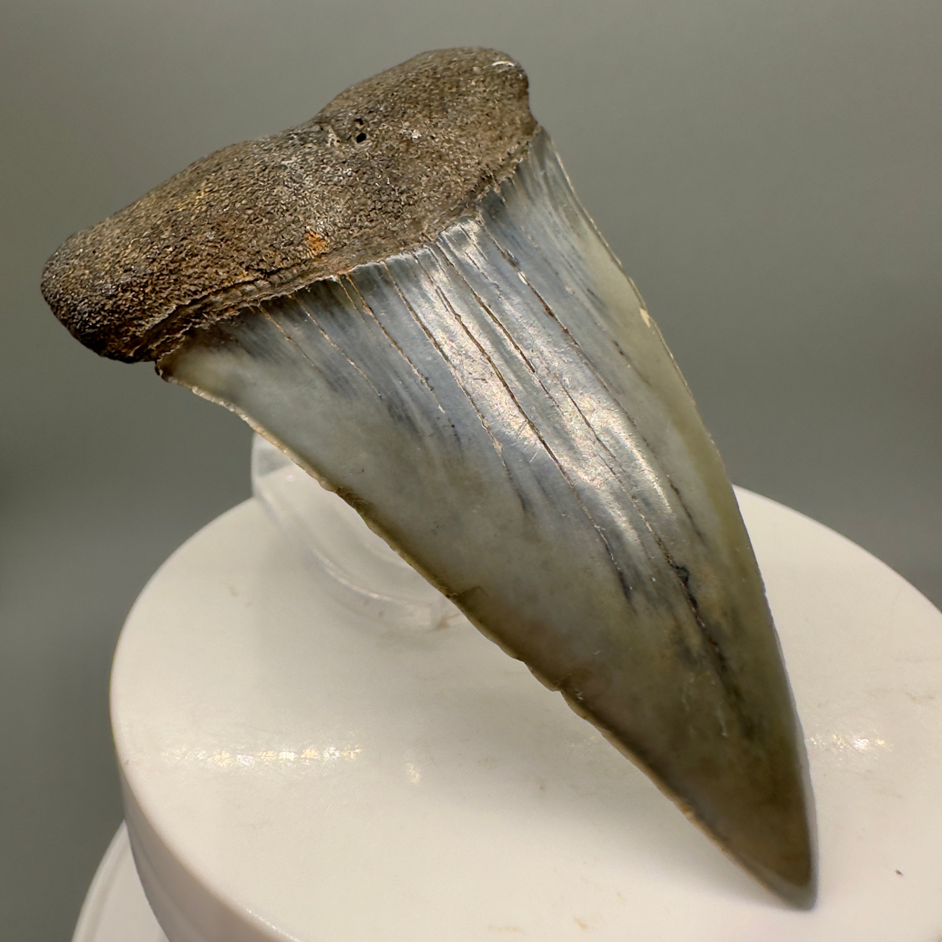 Fossil Extinct Mako & Isurus Shark Teeth Collection – Page 2 ...