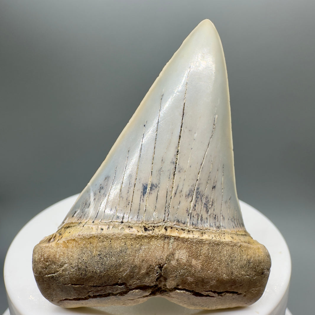 Fossil Extinct Mako & Isurus Shark Teeth Collection – Megalodon Teeth