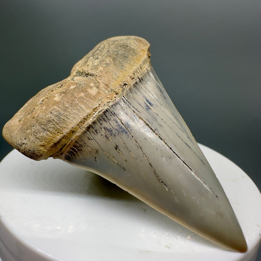 Fossil Extinct Mako & Isurus Shark Teeth Collection – Megalodon Teeth