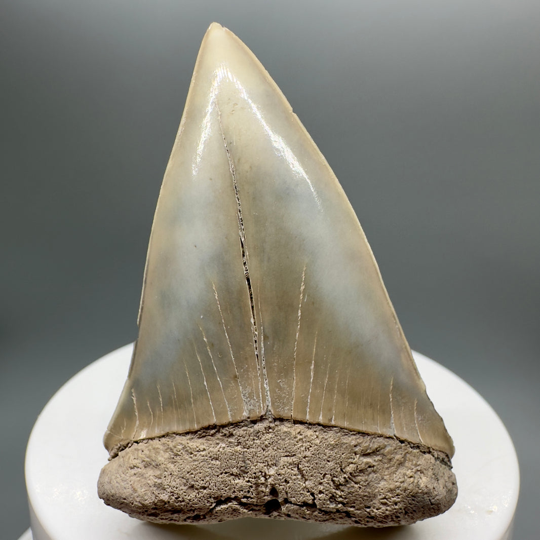Fossil Extinct Mako & Isurus Shark Teeth Collection – Page 2 ...