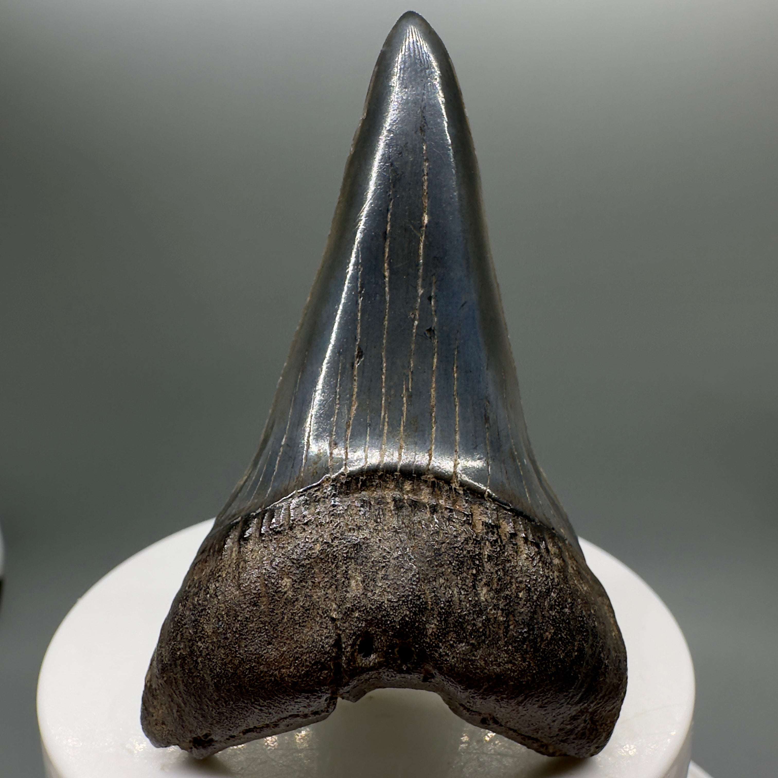 Fossil Extinct Mako & Isurus Shark Teeth Collection – Page 2 ...