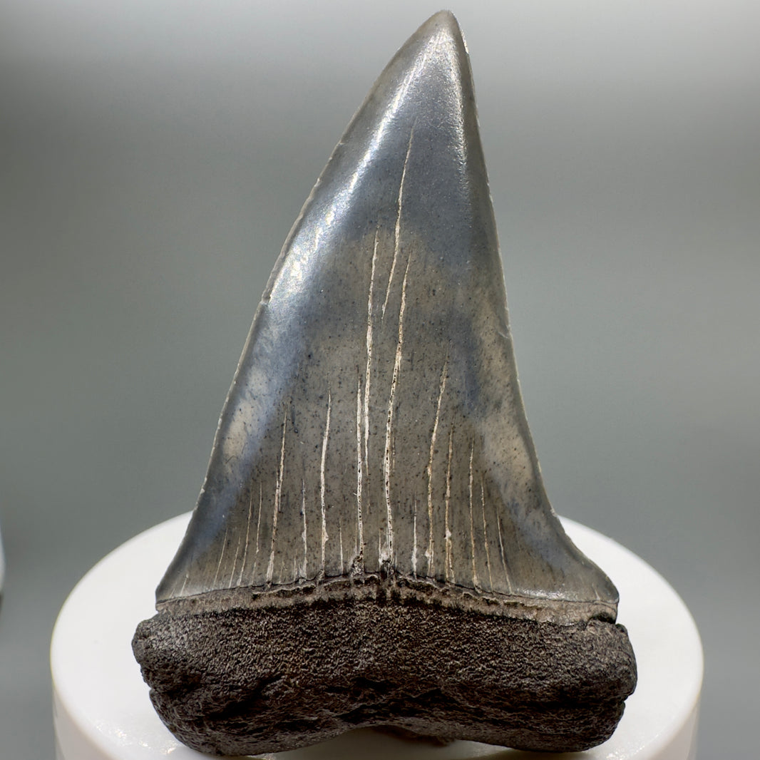 Fossil Extinct Mako & Isurus Shark Teeth Collection – Page 2 ...