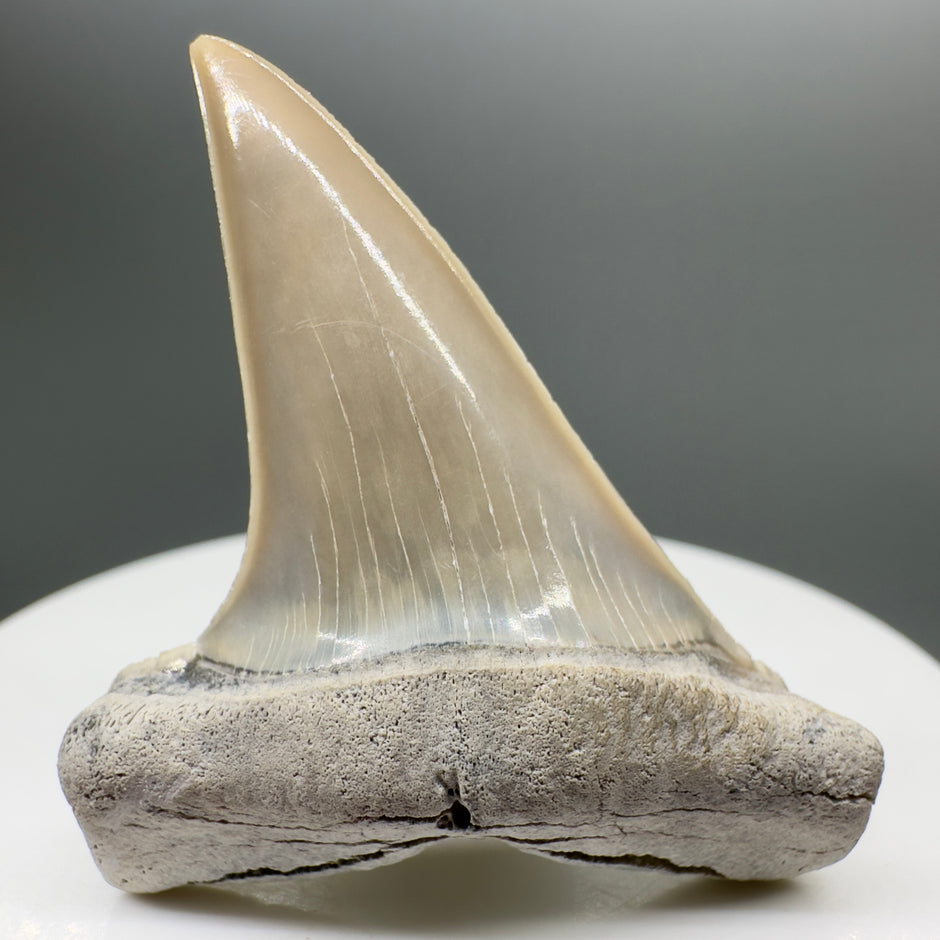 Fossil Extinct Mako & Isurus Shark Teeth Collection – Page 2 ...