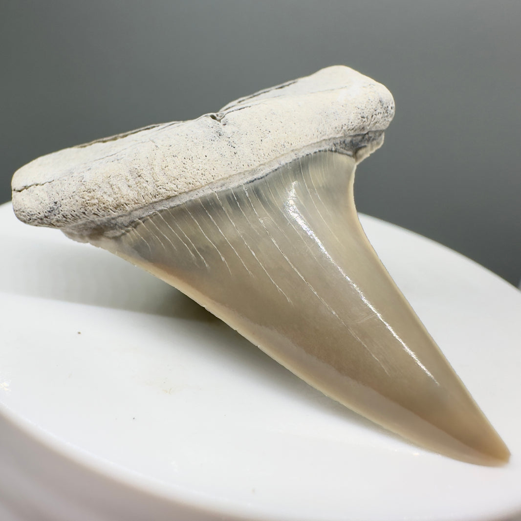 Fossil Extinct Mako & Isurus Shark Teeth Collection – Page 2 ...
